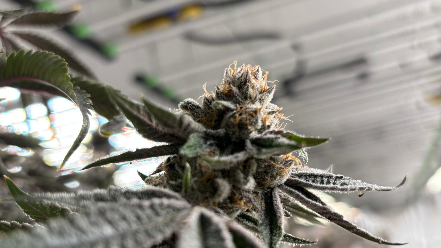 Grow Room HVAC System for Commercial Climate Control