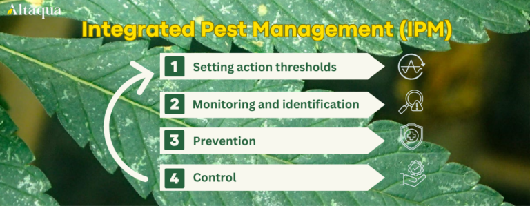 9 Effective Steps to Conquer White Spots on Weed Plants with Confidence